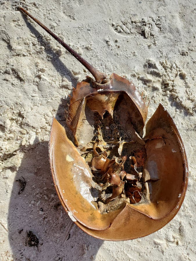Horseshoe Crab Shell Washed Up on the Beach Stock Image - Image of ...