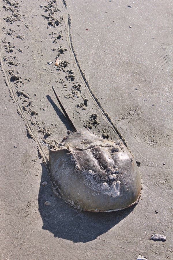 Horseshoe Crab and Tracks in the Sand Stock Photo - Image of barnacle ...