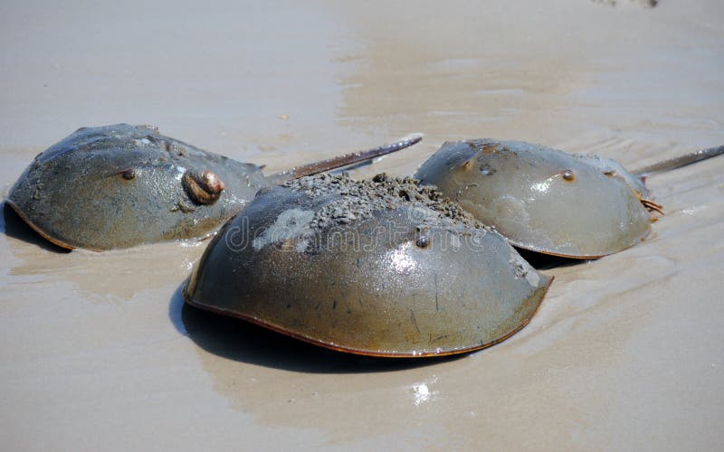 Barnacle Coated Crab Shell stock photo. Image of shell - 70621020