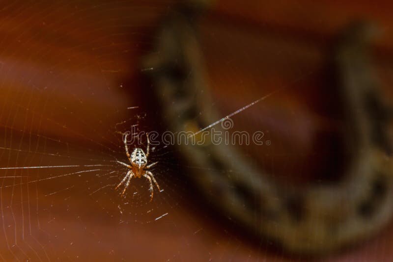 Horseshoe and Spider Web Macro Stock Photo - Image of spiderweb, danger ...
