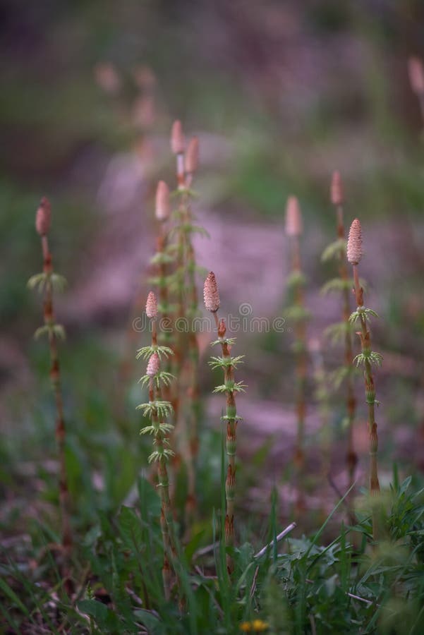 Horsetail field stock image. Image of horsetail, illuminated - 183575033