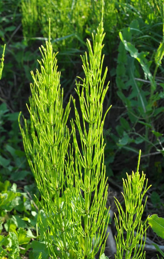 Horsetail Field Equisetum Arvense Grows in Nature Stock Image - Image ...