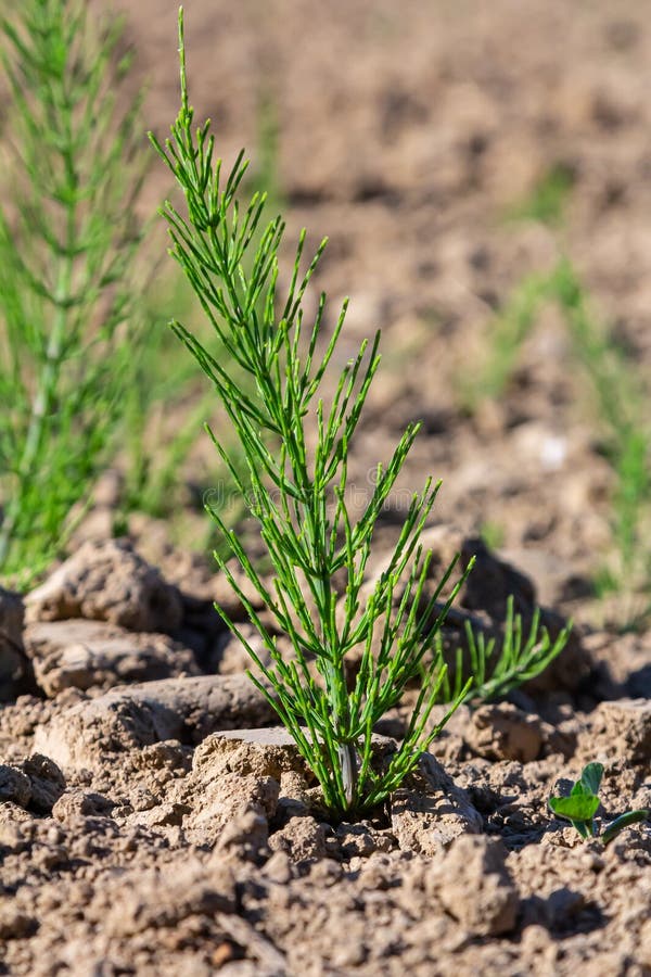 Equisetum Arvense, the Field Horsetail or Common Horsetail, is an ...