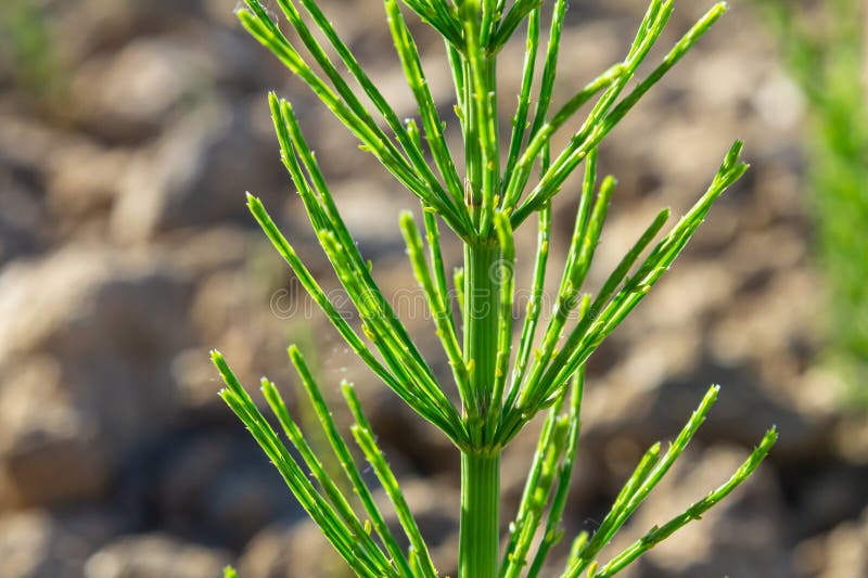 Equisetum Arvense, the Field Horsetail or Common Horsetail, is an ...