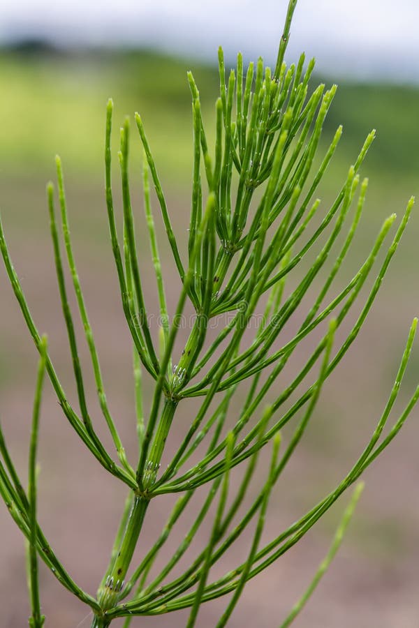 Equisetum Arvense, the Field Horsetail or Common Horsetail, is an ...