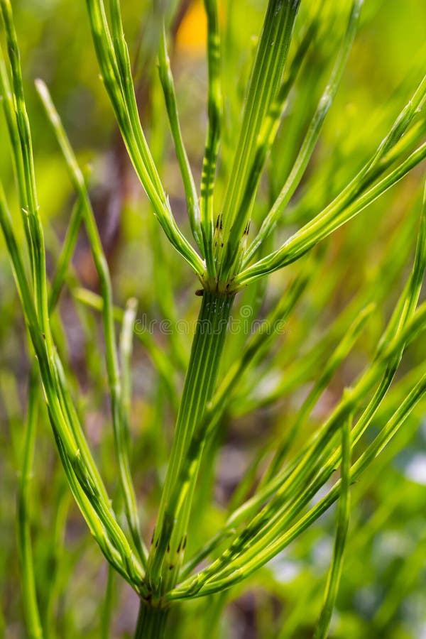 Equisetum Arvense, the Field Horsetail or Common Horsetail, is an ...