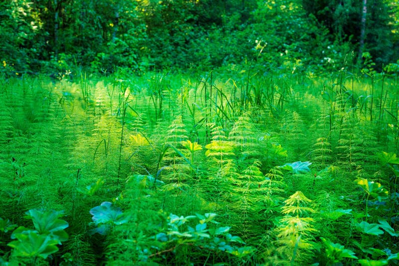 Horsetail forest stock photo. Image of plant, leaf, wood - 280230846