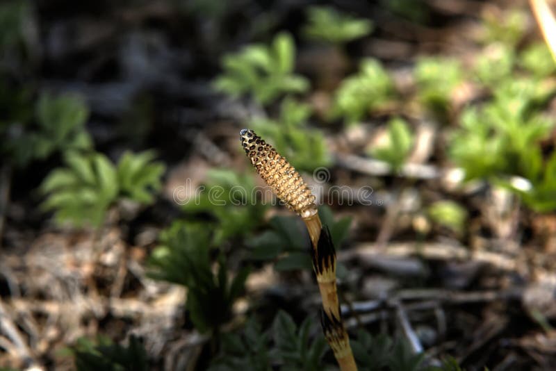 The Horsetail. Forest Plant. Stock Photo - Image of abstract, herb ...