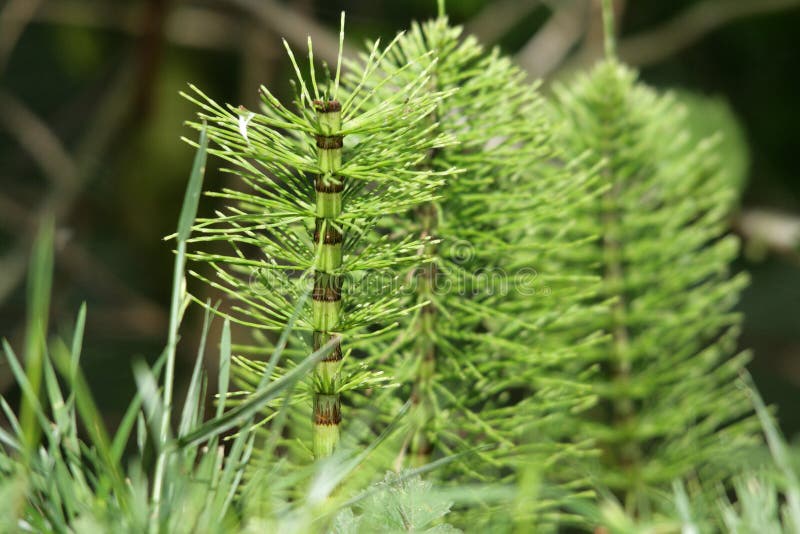 Horsetails stock photo. Image of plant, flora, herbaceous - 86594714
