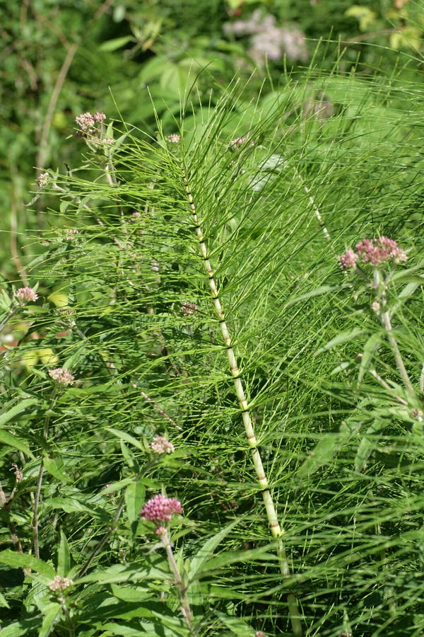 Sphenophyta Stock Photos - Free & Royalty-Free Stock Photos from Dreamstime