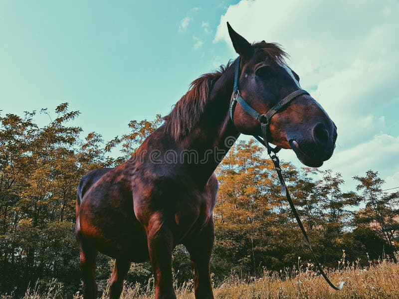 Horsie stock photo. Image of polo, game, horse, brown - 57595990