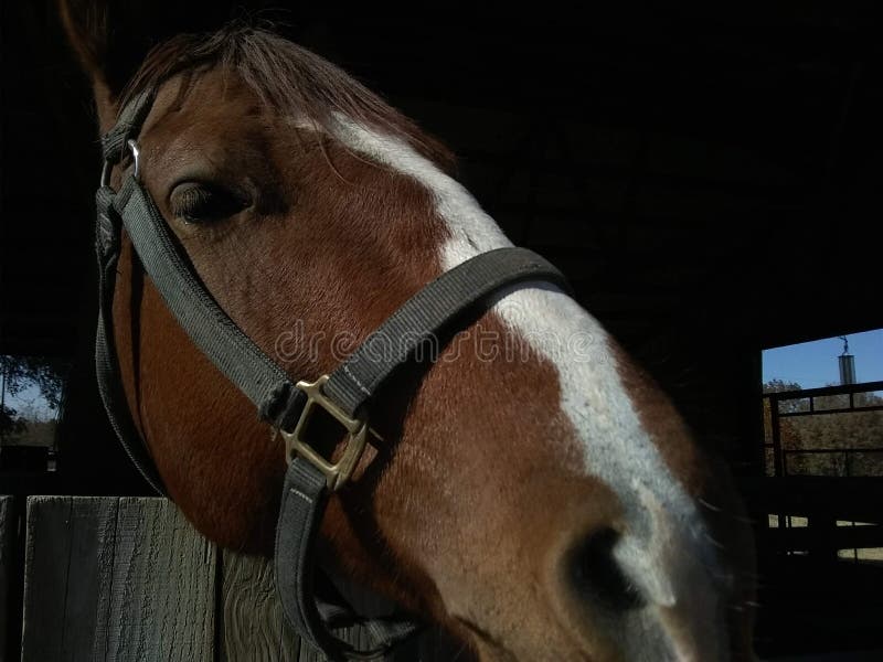 Horsing around the barn stock photo. Image of horsing - 141124728