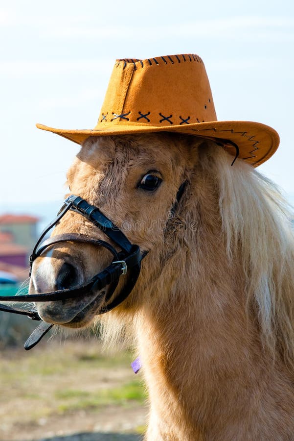 Small Horsy Stock Photos - Free & Royalty-Free Stock Photos from Dreamstime