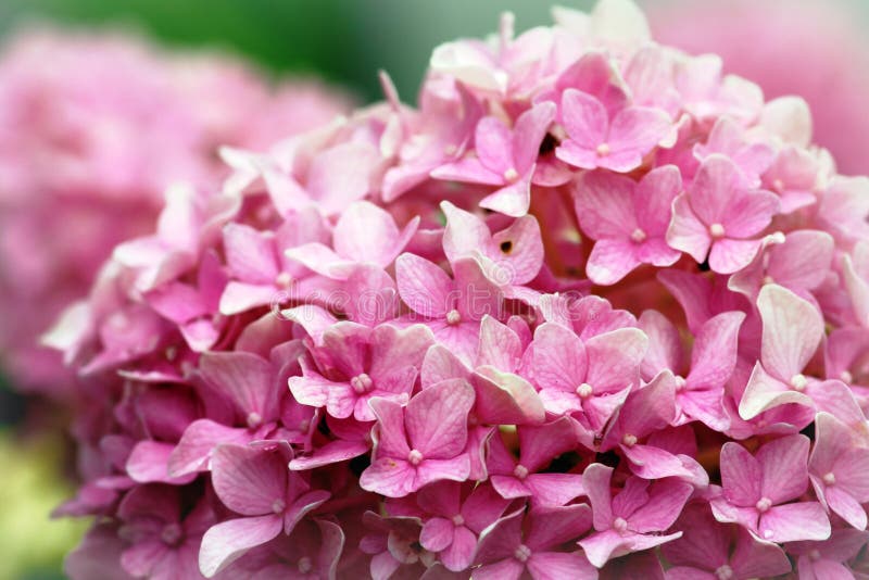 620 Hortense Stock Photos - Free & Royalty-Free Stock Photos from ...