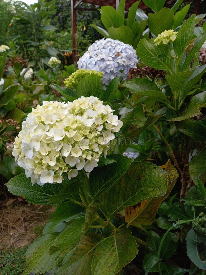 Hortensia Beautiful Flowers in Dieng Stock Photo - Image of dieng ...