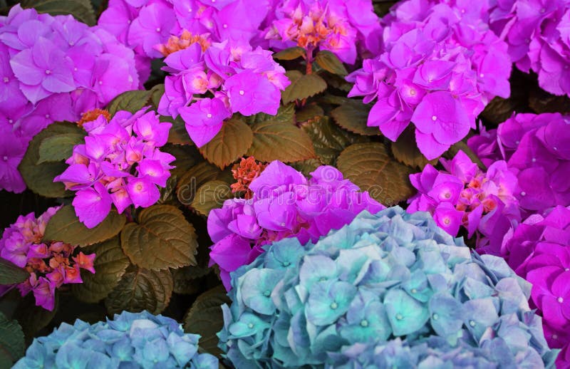 Hortensia Cor-de-rosa E Ciano Grande Na Estufa Imagem de Stock - Imagem ...