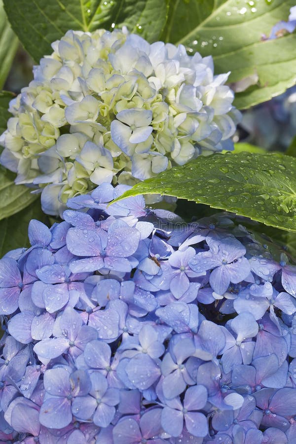 Hortensia Hydrangea Macrophylla Stock Image - Image of leaves ...