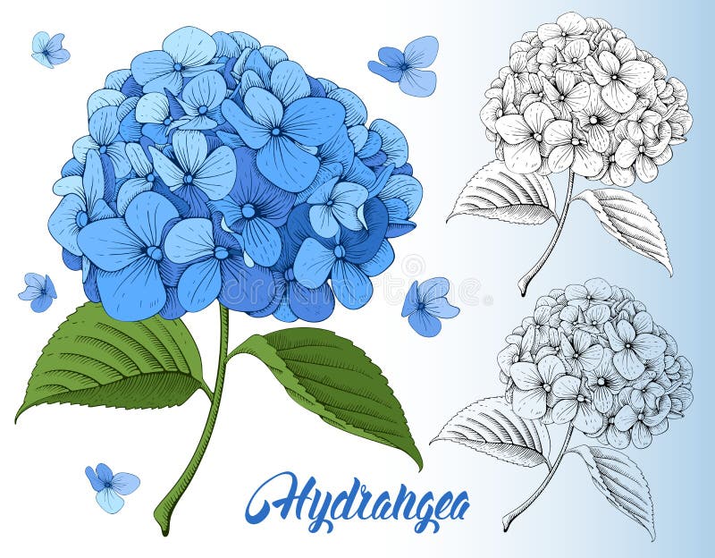 Hortensia Ilustraciones Stock, Vectores, Y Clipart – (2,183 ...