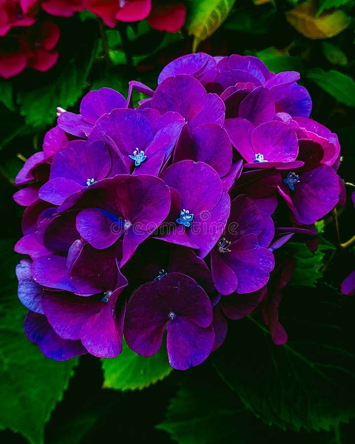 Hydrangea macro stock photo. Image of purple, natural - 56620928