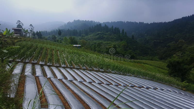 Horticultural Area in the Hills of West Java Stock Image - Image of ...