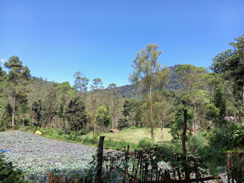 Horticultural Area in the Hills of West Java Stock Photo - Image of ...