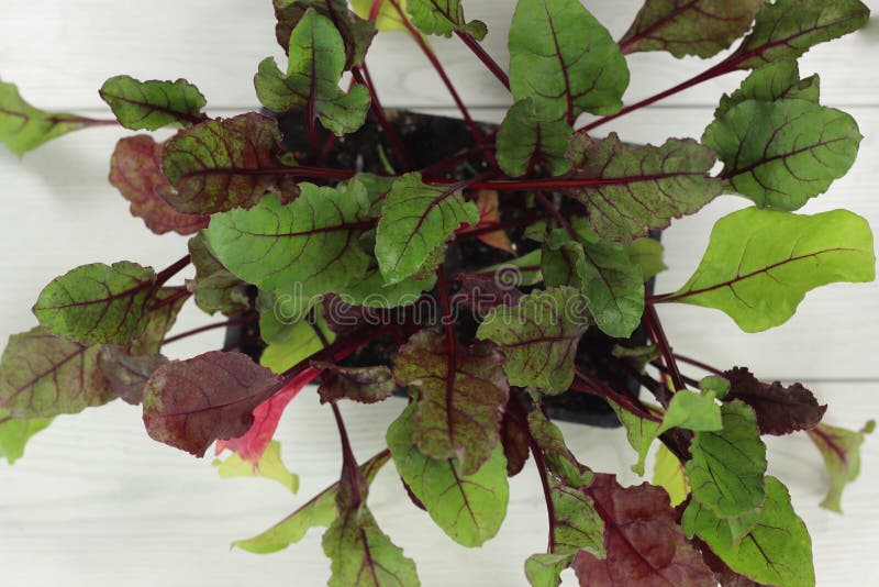 Beetroot or Red Turnip Seedling Horticulture Beet or Beetroot Seedlings ...