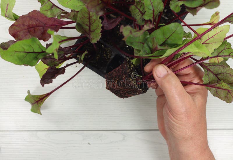 Beetroot or Red Turnip Seedling Horticulture Beet or Beetroot Seedlings ...