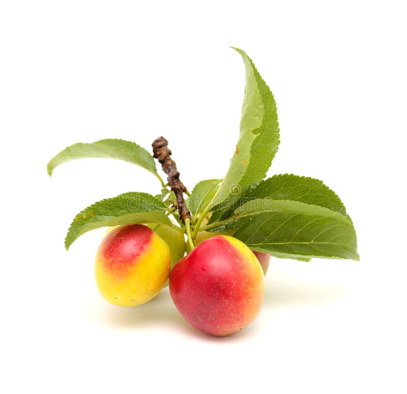 Horticulture of Gran Canaria - Small Red Wild Plums Prunus Domestica ...