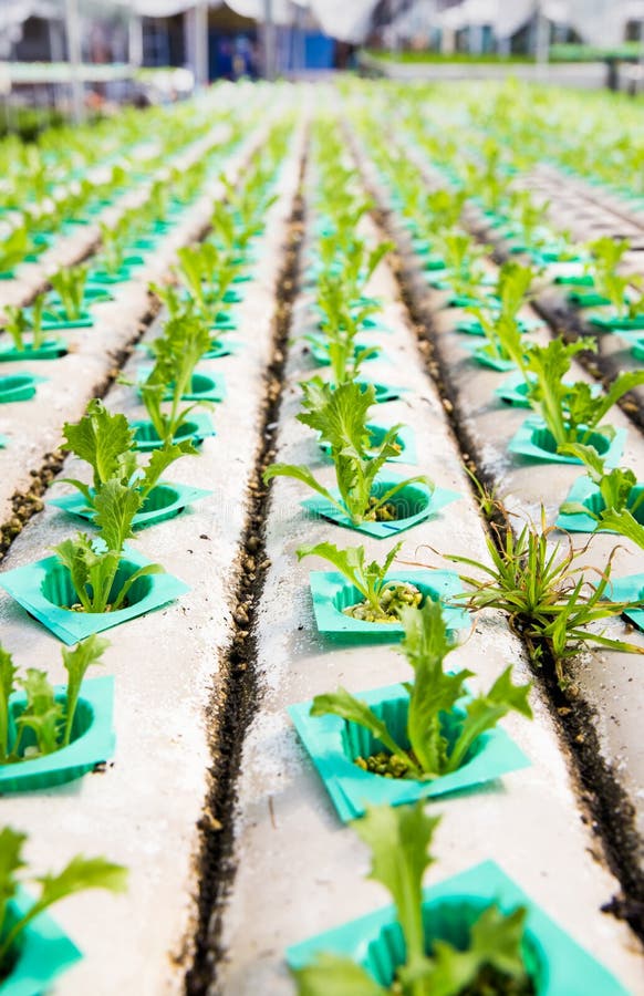 Horticulture, Hydroponic Farm Stock Image - Image of healthy, lettuce ...