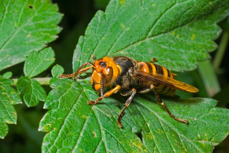 Horzel 1 stock foto. Image of macro, horizontaal, gestreept - 15999842