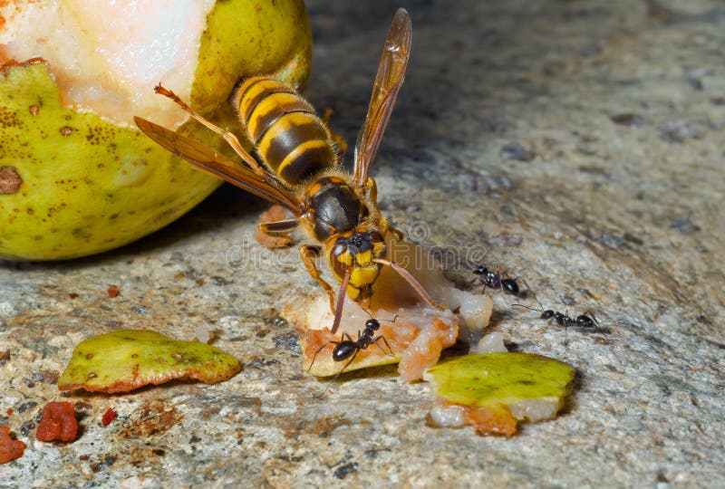 Horzel 1 stock foto. Image of macro, horizontaal, gestreept - 15999842