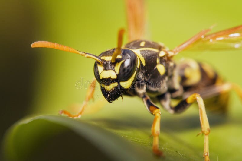 Horzel stock foto. Image of groen, stuifmeel, insect - 14793988
