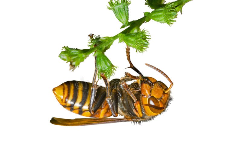 Horzel 16 stock afbeelding. Image of klein, buiten, zomer - 16278429