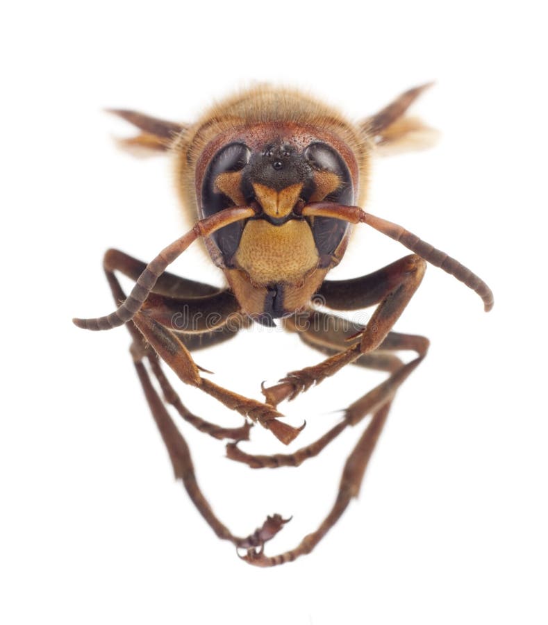 Horzel stock foto. Image of macro, insect, elegant, schaduw - 19969016