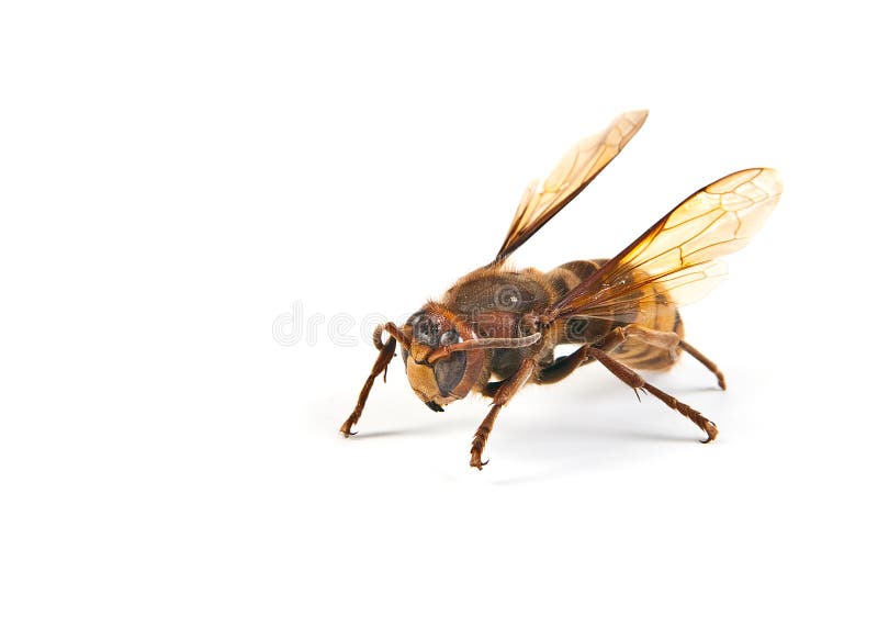 Horzel stock afbeelding. Image of document, scherp, gevaarlijk - 20084129