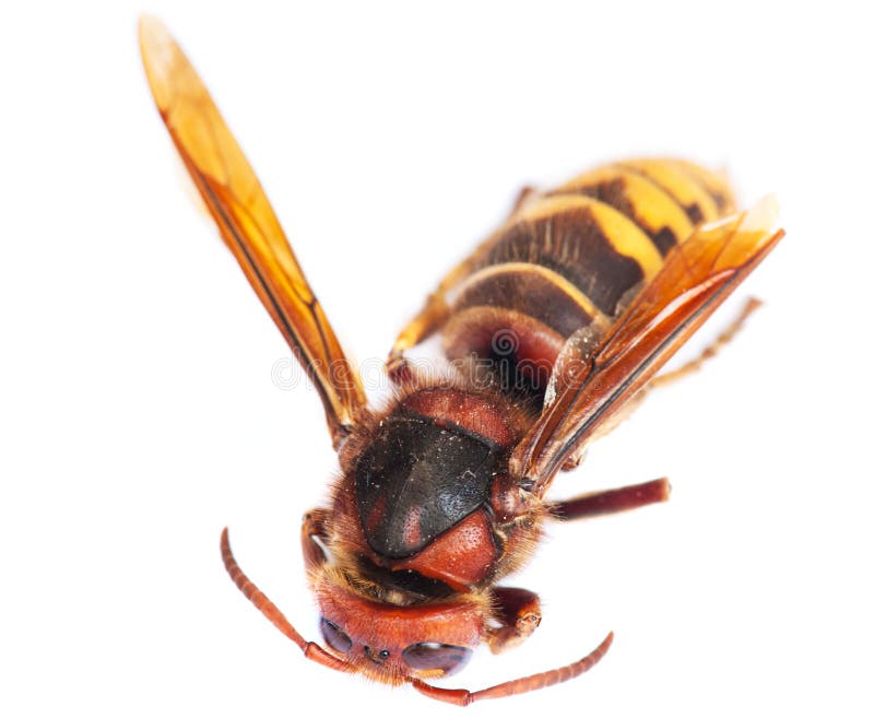 Close-upfoto Van Een Europese Horzel Stock Afbeelding - Afbeelding ...