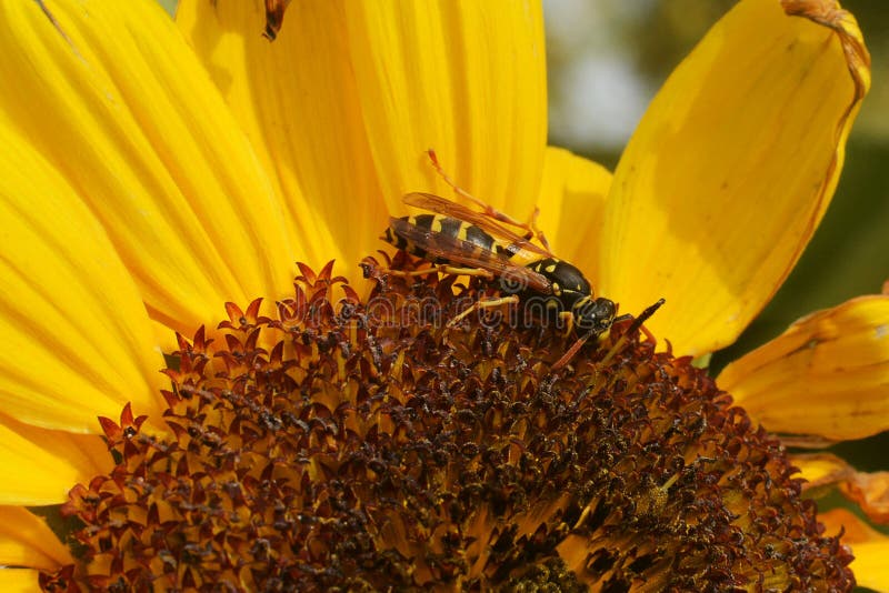 Horzel stock foto. Image of geel, hoorntje, zonnebloem - 36925008