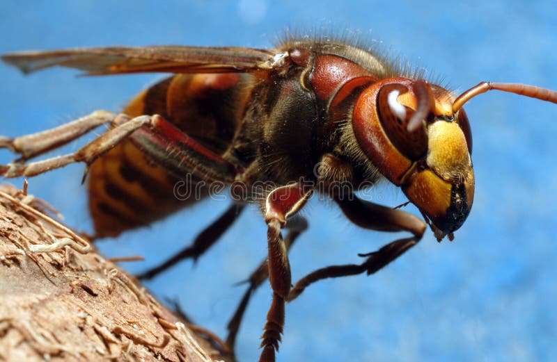 Horzel stock foto. Image of scherp, sluit, zwart, geel - 14256340