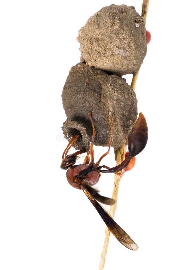 Horzel stock foto. Image of wesp, insect, zwart, steek - 7904086