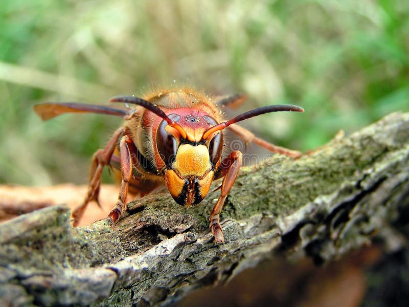 Horzel stock foto. Image of scherp, sluit, zwart, geel - 14256340