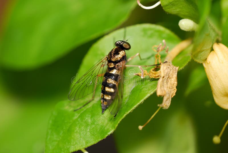 Horzel stock foto. Image of nave, wesp, macro, entomologie - 894246