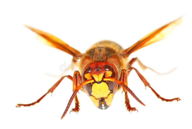 Horzel stock afbeelding. Image of insect, dier, zoölogie - 9804191