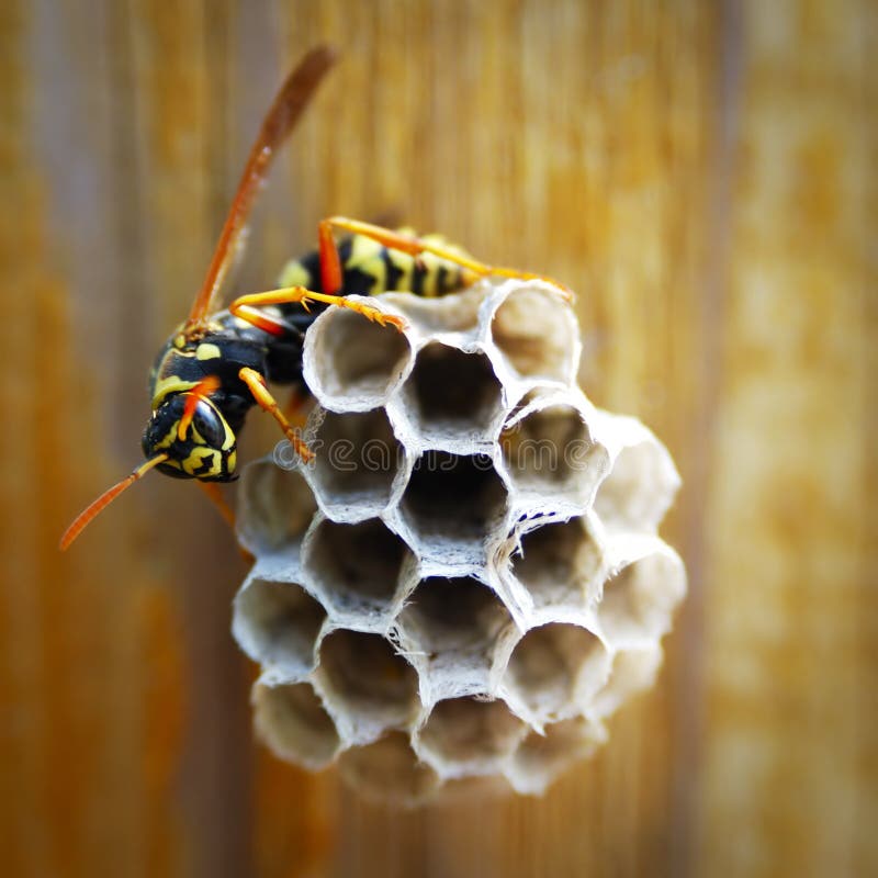 Hoornaar met raat stock afbeelding. Image of wild, wesp - 5189527