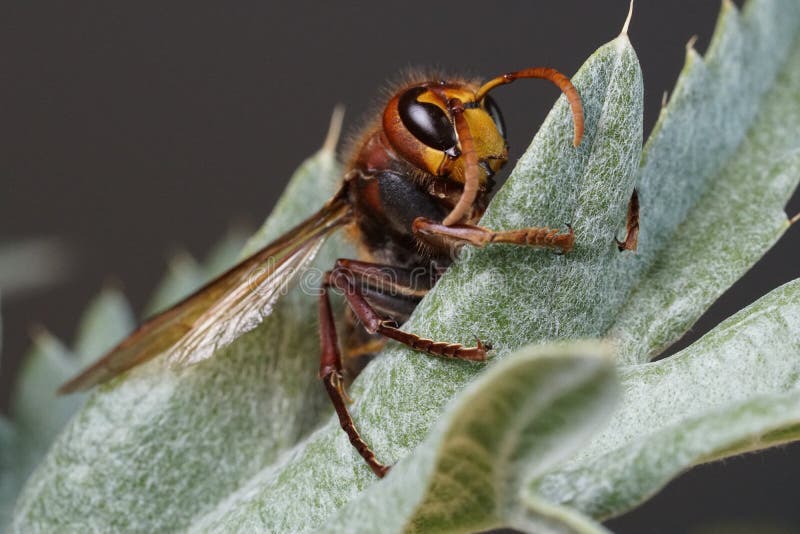 Horzel op blad stock afbeelding. Image of wild, chitine - 1129083