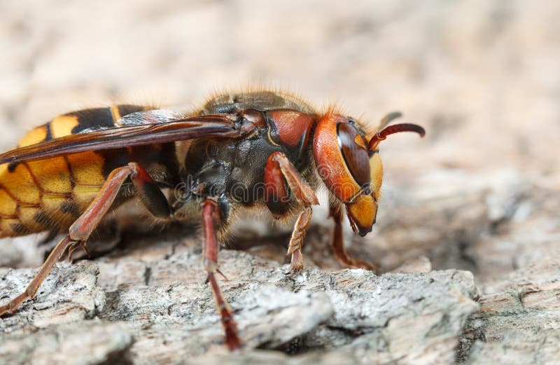 Horzel op een houten lijst stock afbeelding. Afbeelding bestaande uit ...