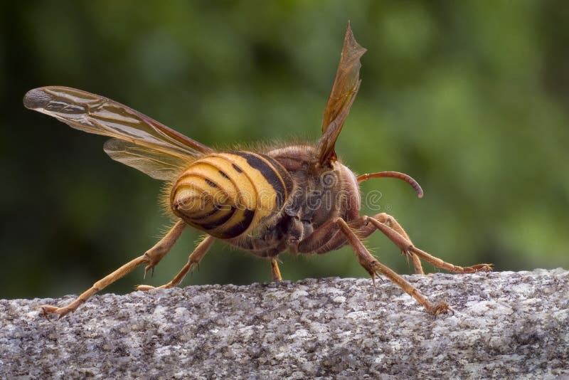 Horzel stock afbeelding. Image of giftig, vastklemmen - 9092749