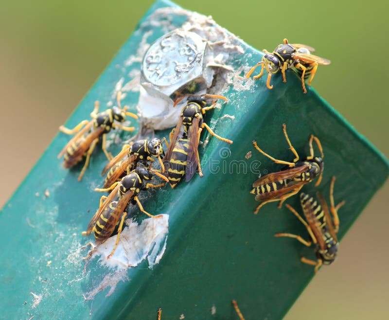 Horzels stock foto. Image of hoornnetten, sluit, kruip - 36316896