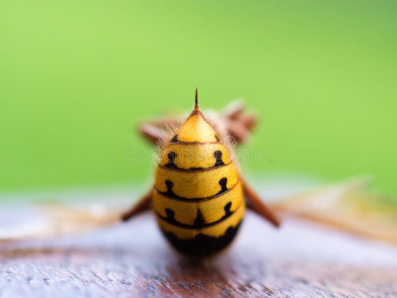 Horzel stock foto. Image of dier, vleugel, sluit, schepsel - 3101980