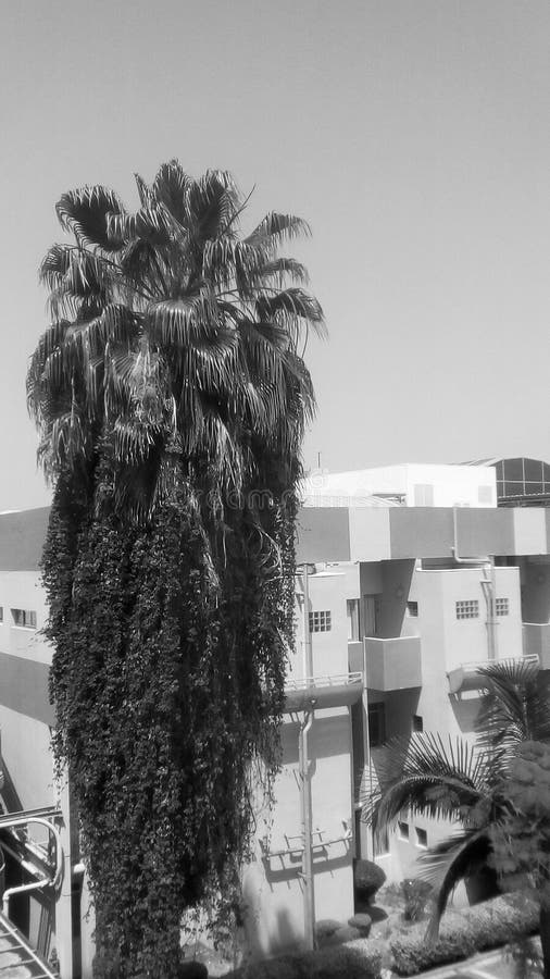 Hospitalscape stock photo. Image of medicalcare, fairweather - 114786750