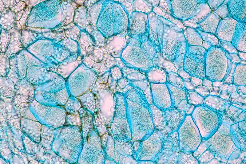 Host Cells with Spores Mold are Inside Wood. Stock Photo - Image of ...